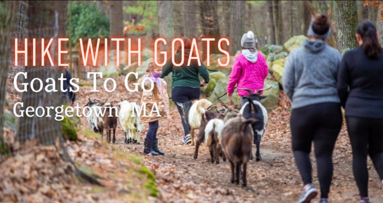 Goat Hikes - GOATS TO GO