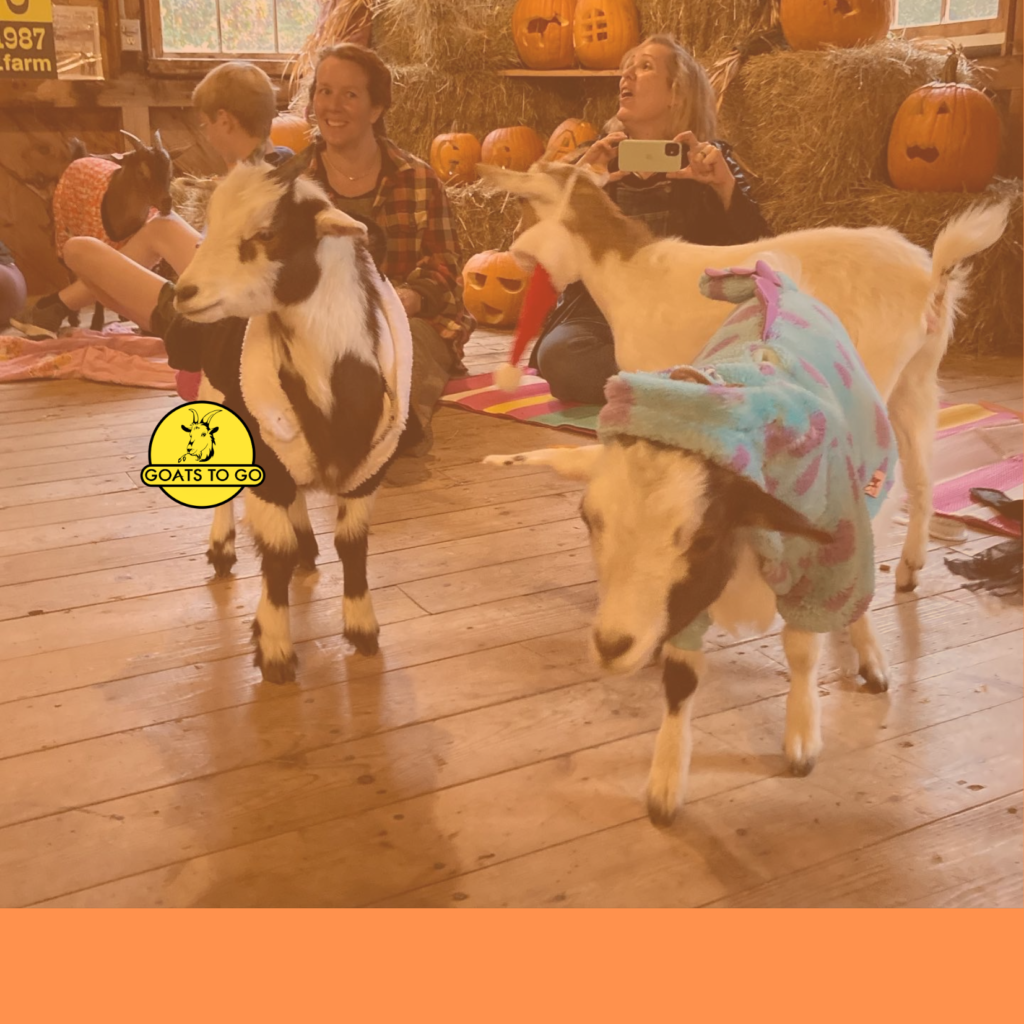 Events - GOATS TO GO