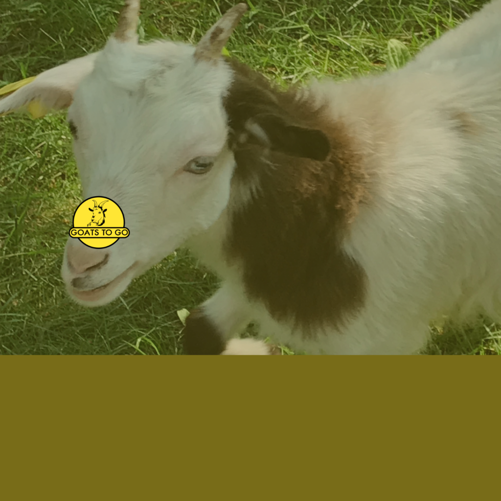 Events - GOATS TO GO